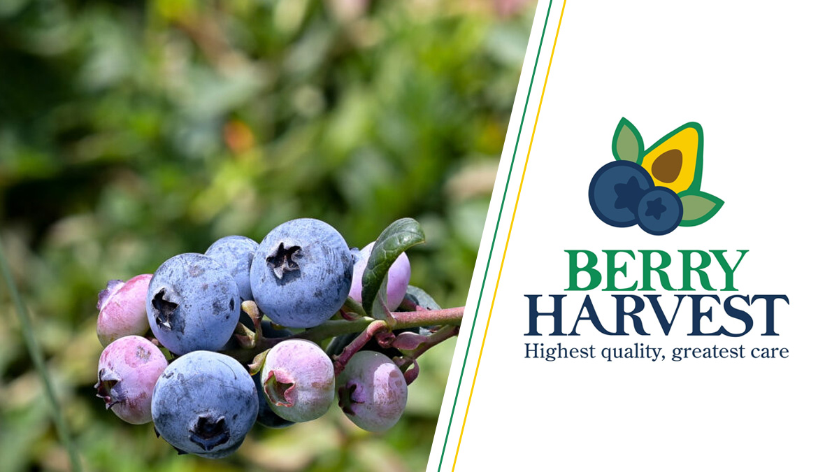 Contacto - Berry Harvest | Highest quality, greatest care